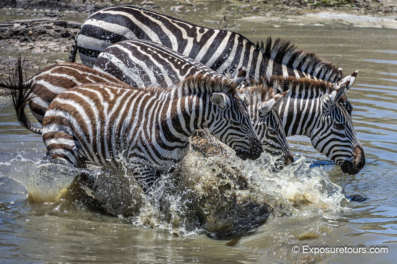 Crocodile Vs. Zebra Encounter - Exposure Tours