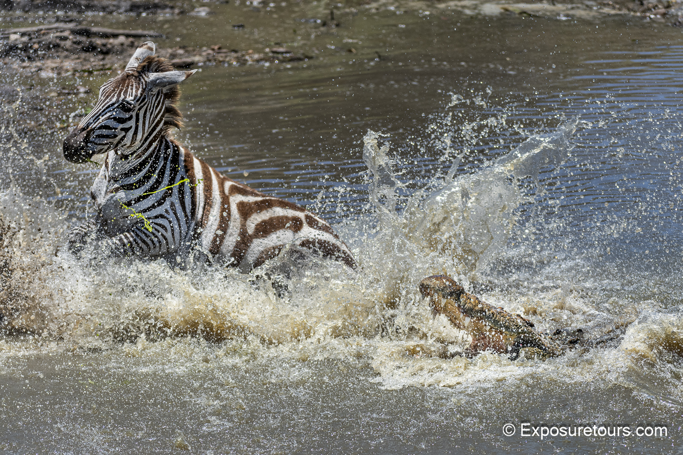 Crocodile Vs. Zebra Encounter - Exposure Tours