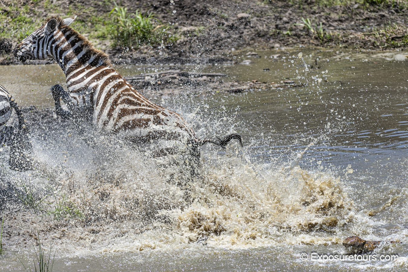 Crocodile Vs. Zebra Encounter - Exposure Tours